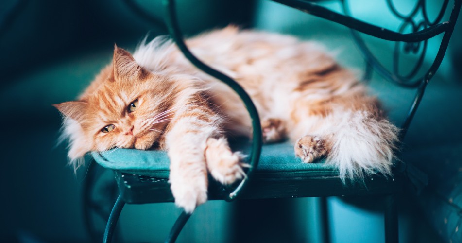 Karl Lagerfeld's cat Choupette considers what to do with her millions ...