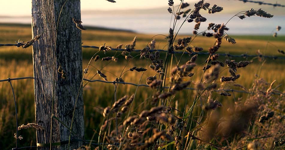 Breaking up the farm: seeking protection in the face of failed promises ...